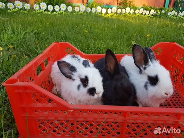 Продам кроликов
