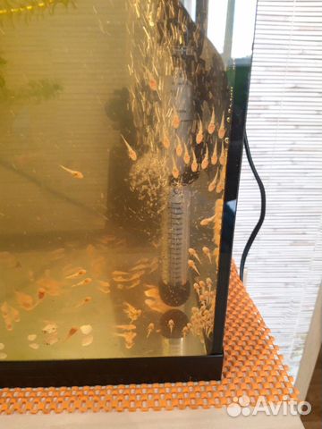 Анцитрус альбинос