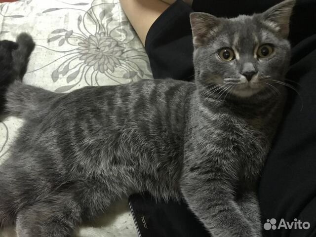 Котик и кошечка ищут дом