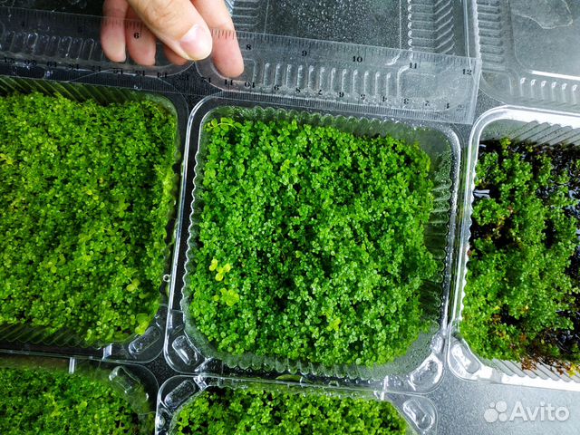 Хемиантус куба (Hemianthus callitrichoides)