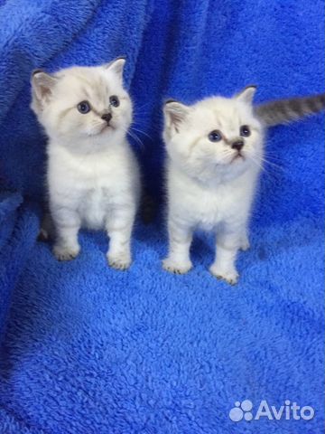 Шотландский котик