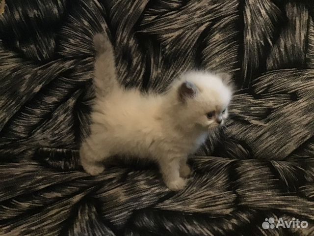 Котята
