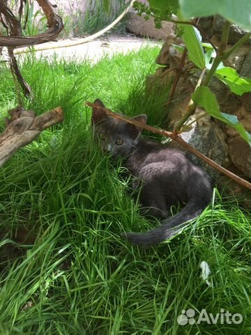 Котёнок ищет своего хозяина