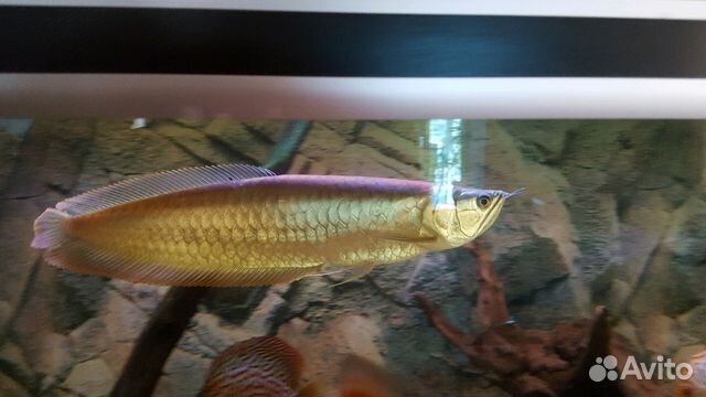 Арована серебряная