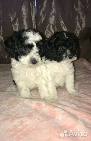 Щенки арлекины