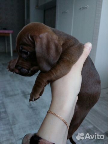 Продам щенят