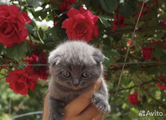 Шотландские плюшки