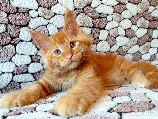 Котята мейн кун из питомника