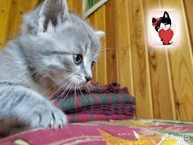 Красивый котенок 1.5 мес, мальчик