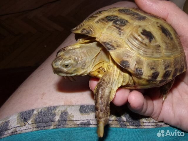 Маленькая черепашка ищет новый дом