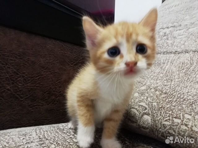 Отдам котёнка в добрые руки