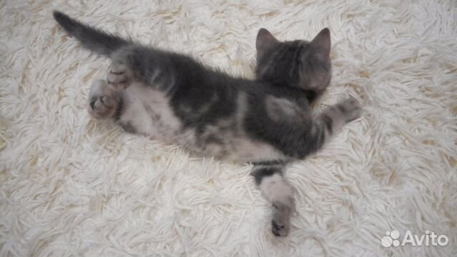 Две девочки