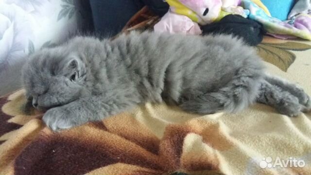 Девочка британочка