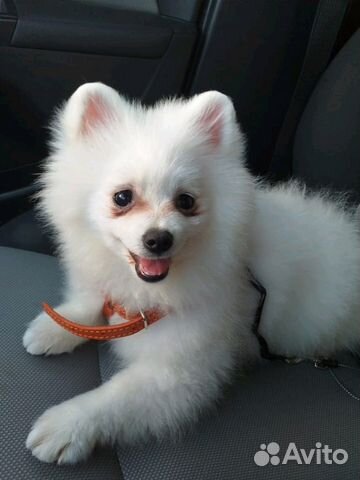 Немецкий малый шпиц/ цвергшпиц (померанский)