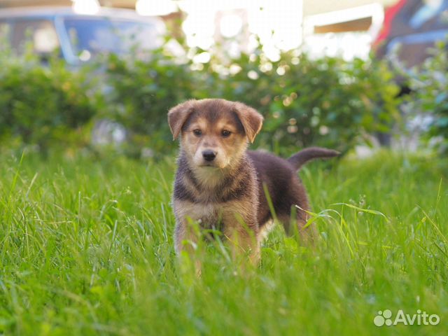 Щенок в добрые руки