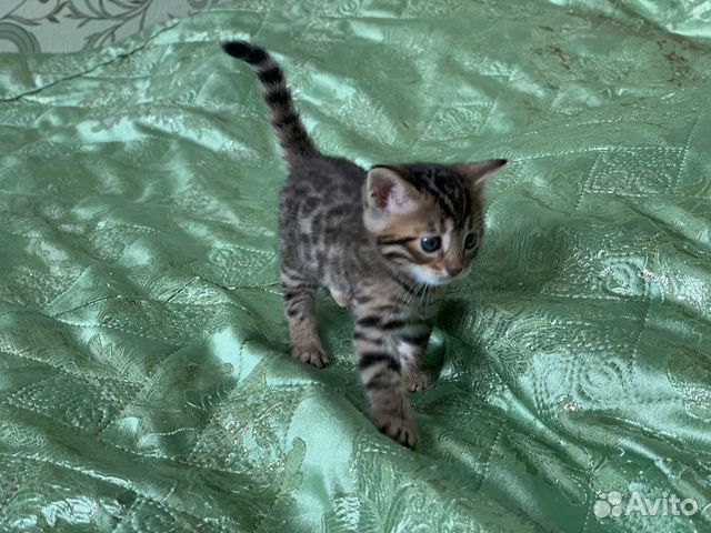 Эксклюзивный кот Бенгальской породы