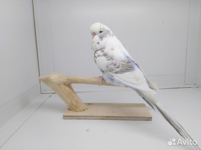 Выставочные волнистые попугаи