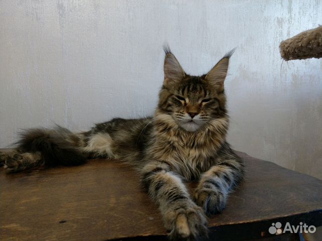 Мейн-кун кошка