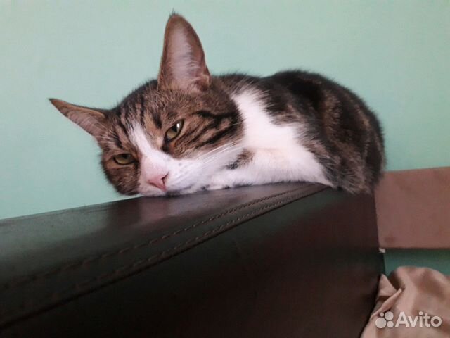 Мурзик 2 года