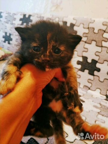 Котятки ищут