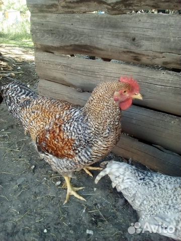 Петухи Билефельдеры