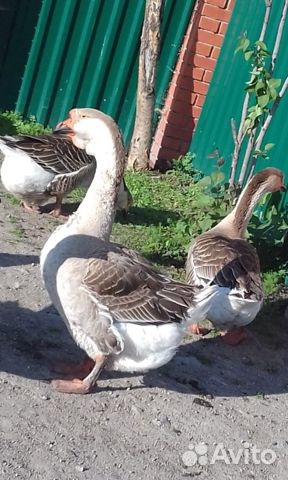 Гусь холмогорский