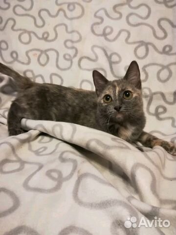 Незабудка ищет дом