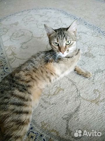 Очень ласковая кошка