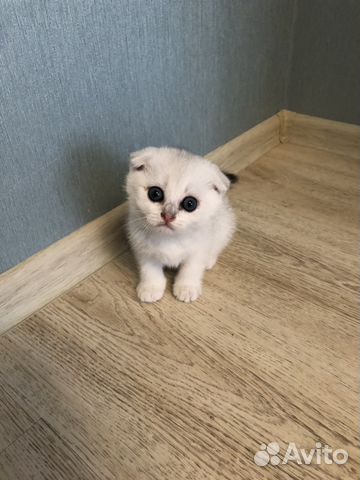 Продается котенок Скоттиш Фолд