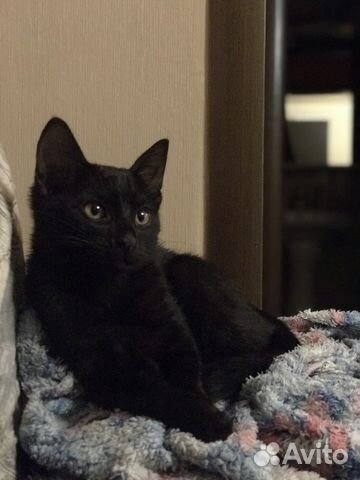 Котенок ищет дом