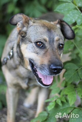 Крупная, умная, добрая Лара