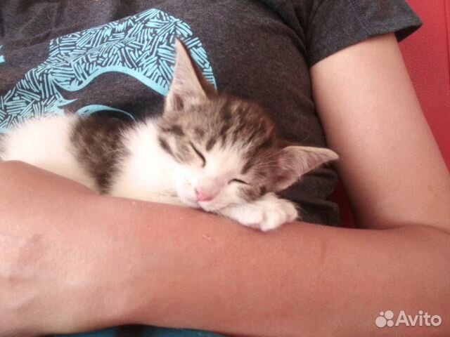 Котятам нужны любящие ручки