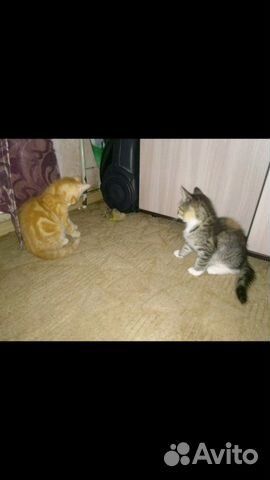 Котятки ребятки в добрые руки