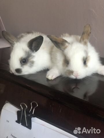 Крольчата, возраст 1 месяц, в добрые руки)