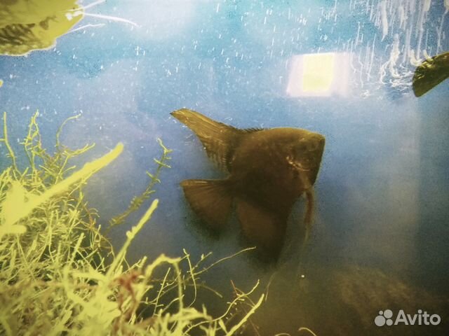 Скалярия, Гурами мраморный