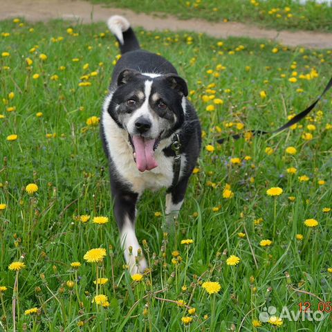 Барни ищет дом