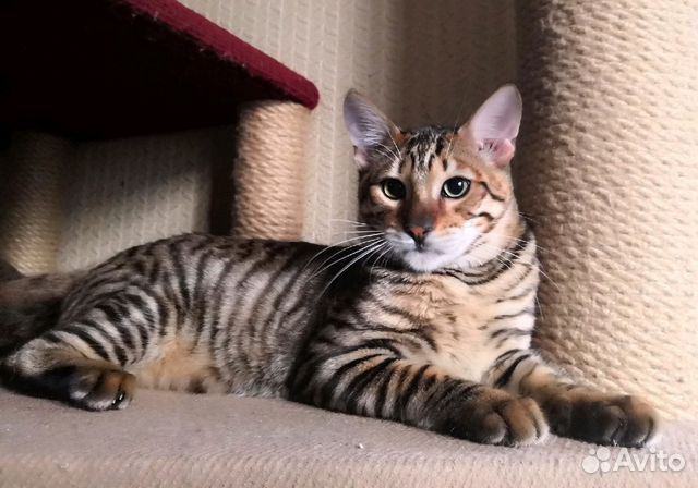 Милейший тойгер мальчик