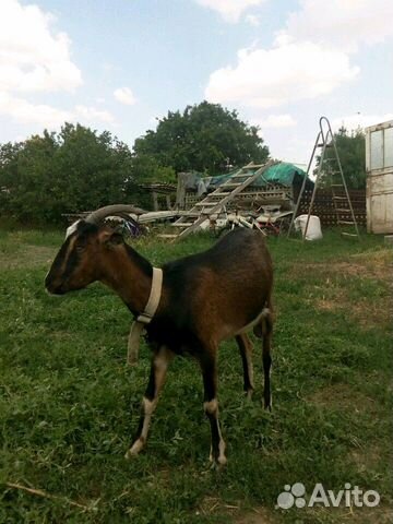 Продам козу