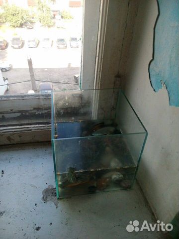 Черепаха Красноухая