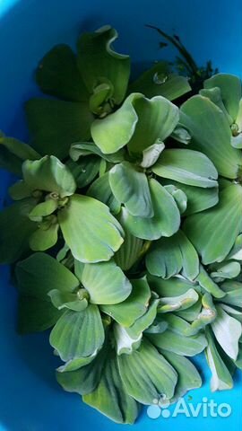 Прополку Отдам Колпино