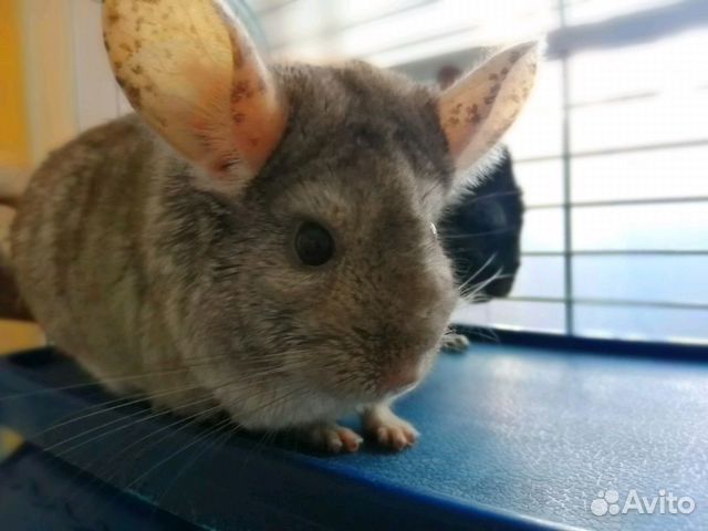 Шиншиллы (неразлучная парочка с приданым)