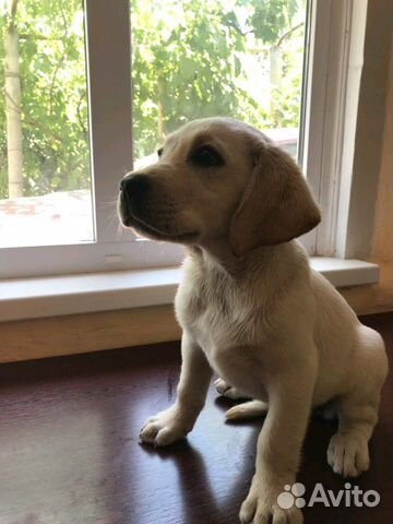 Продаю щенков