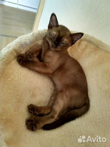 Котенок бурманский. Мальчик