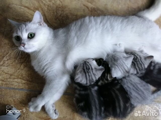 Британские катята