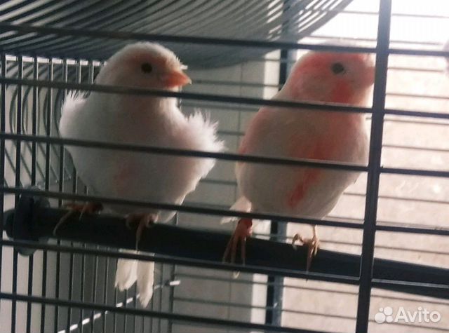 Канарейки цветные