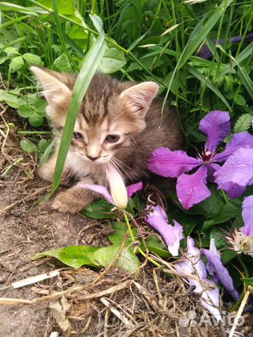 Котенок милый в дар