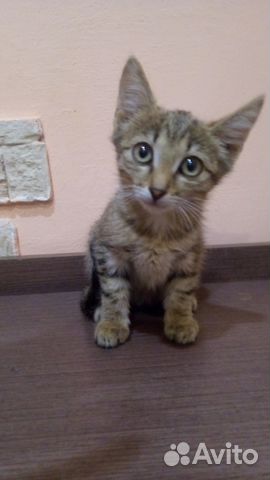 Котёнок девочка, 2,5 мес