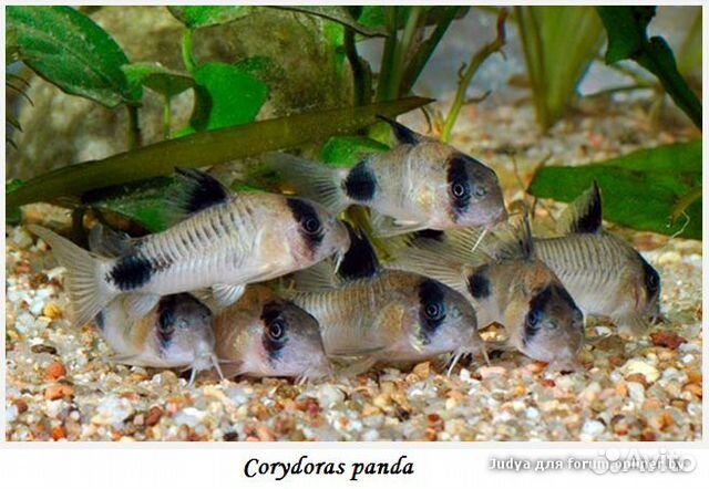 Сомики Панда, Джули, Пигмей