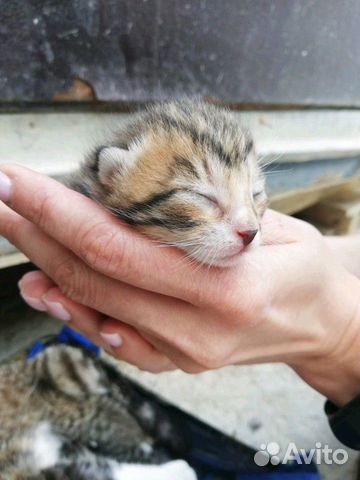 Котята тигровые