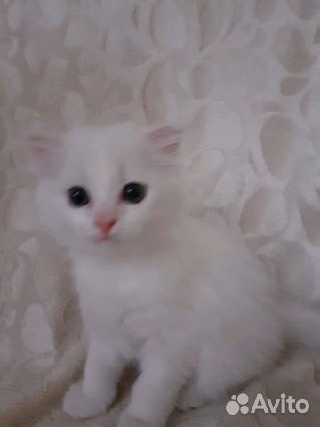 Американский кёрл